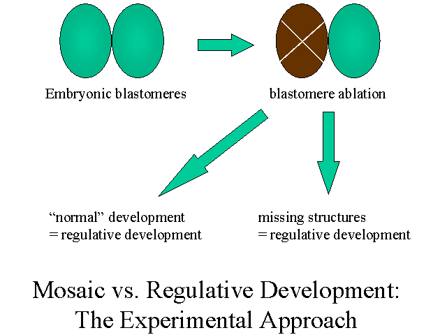 Mosaic vs. Regulative Development: The Experimental Approach