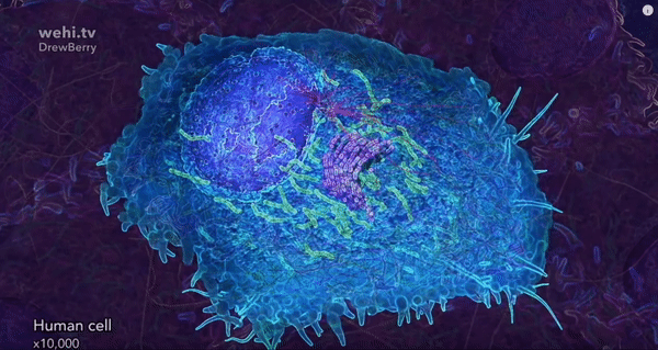 Biology 122 - Genes and Development